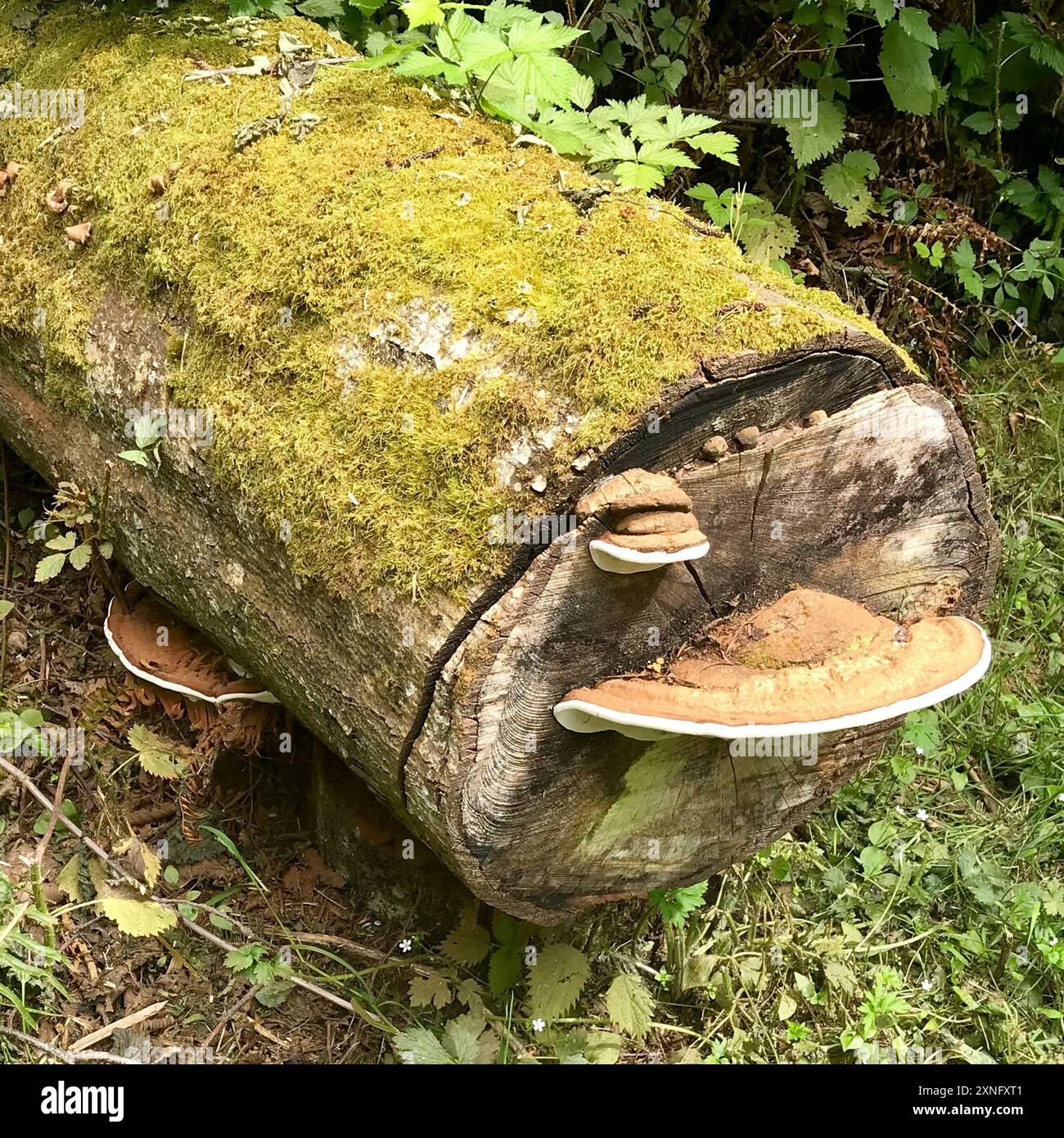 artist's bracket (Ganoderma applanatum) Fungi Stock Photo - Alamy
