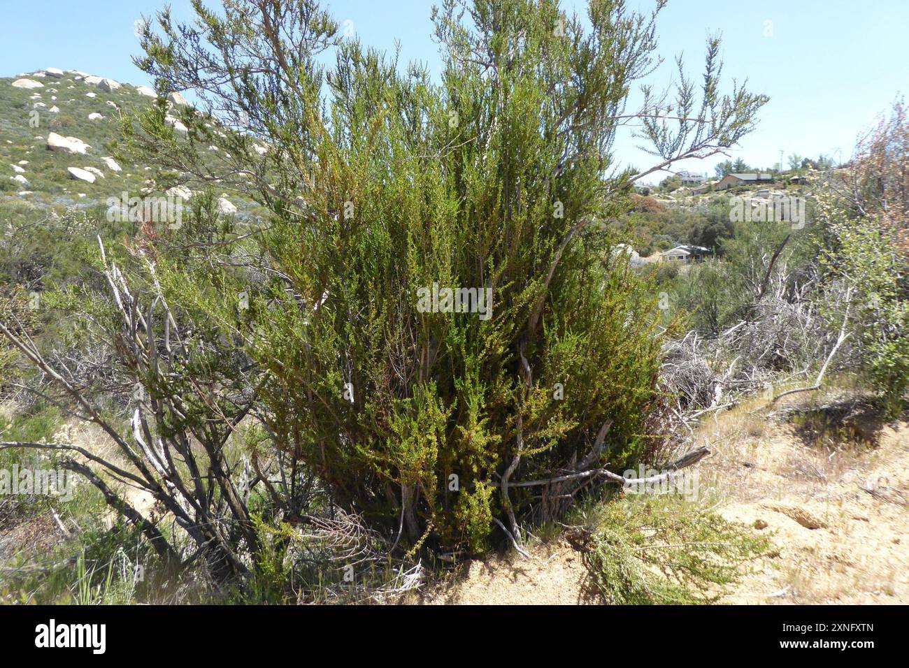chamise (Adenostoma fasciculatum) Plantae Stock Photo - Alamy