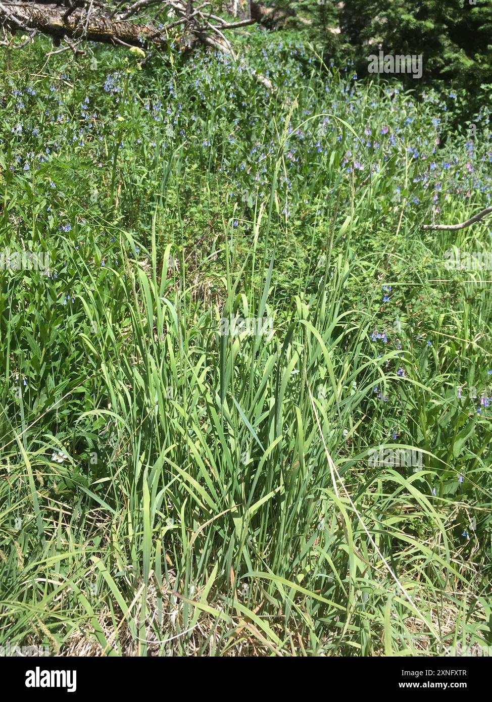 canadian bluejoint (Calamagrostis canadensis) Plantae Stock Photo - Alamy