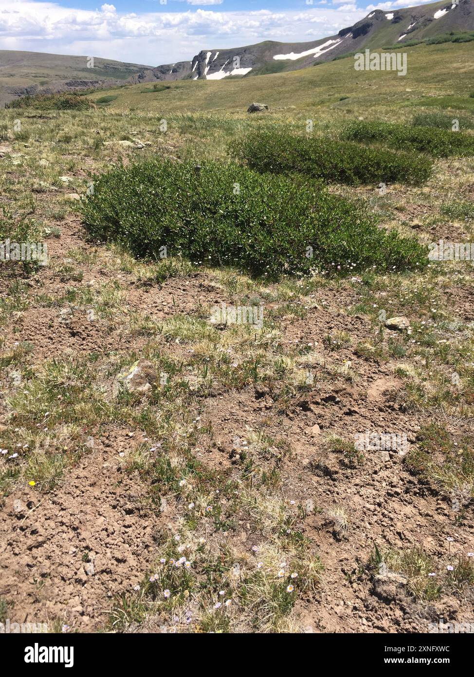 Birds (Aves) Aves Stock Photo - Alamy