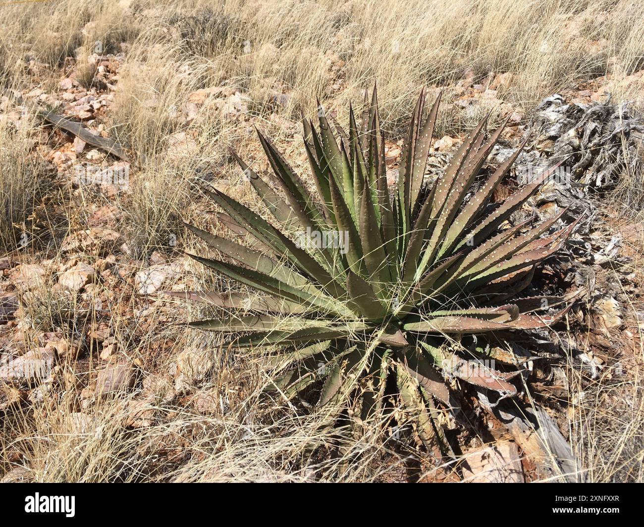 Palmer's agave (Agave palmeri) Plantae Stock Photo - Alamy