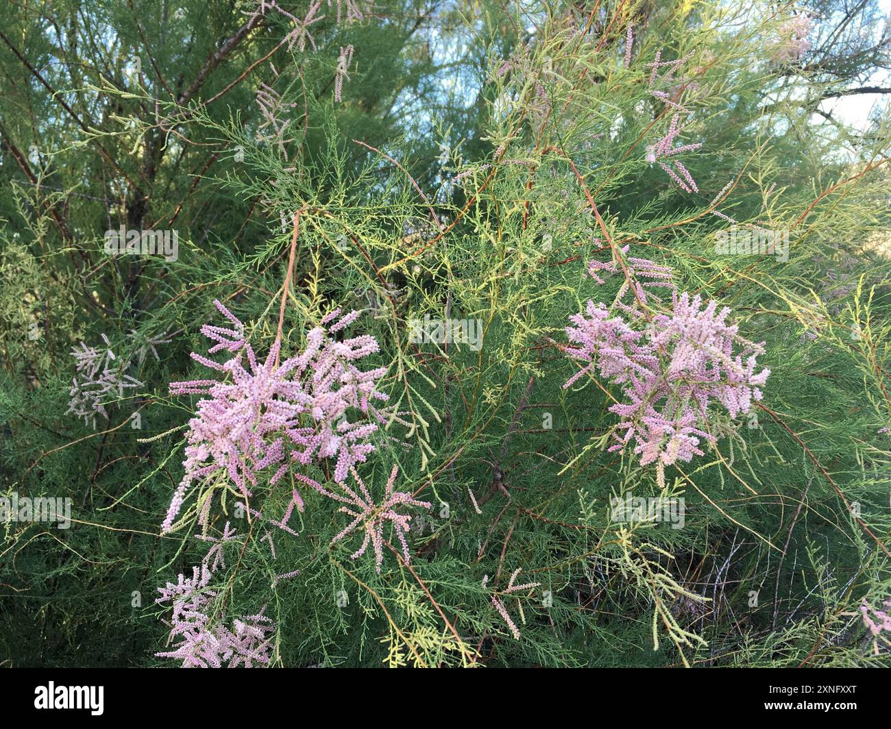 Five-stamen Tamarisk (Tamarix chinensis) Plantae Stock Photo - Alamy