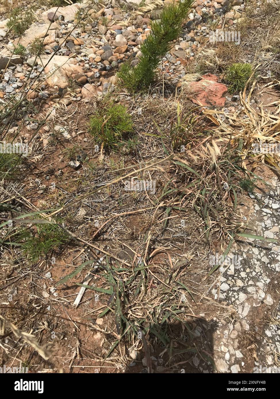 Sideoats Grama (Bouteloua curtipendula) Plantae Stock Photo - Alamy
