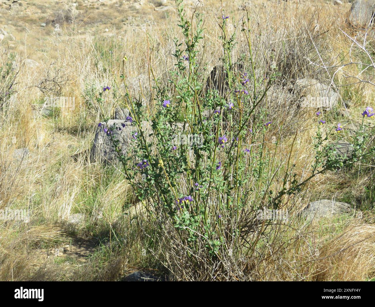 purple nightshade (Solanum xanti) Plantae Stock Photo - Alamy