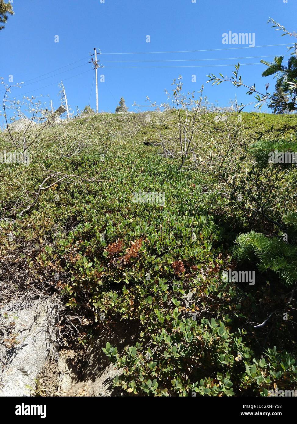 huckleberry oak (Quercus vacciniifolia) Plantae Stock Photo - Alamy