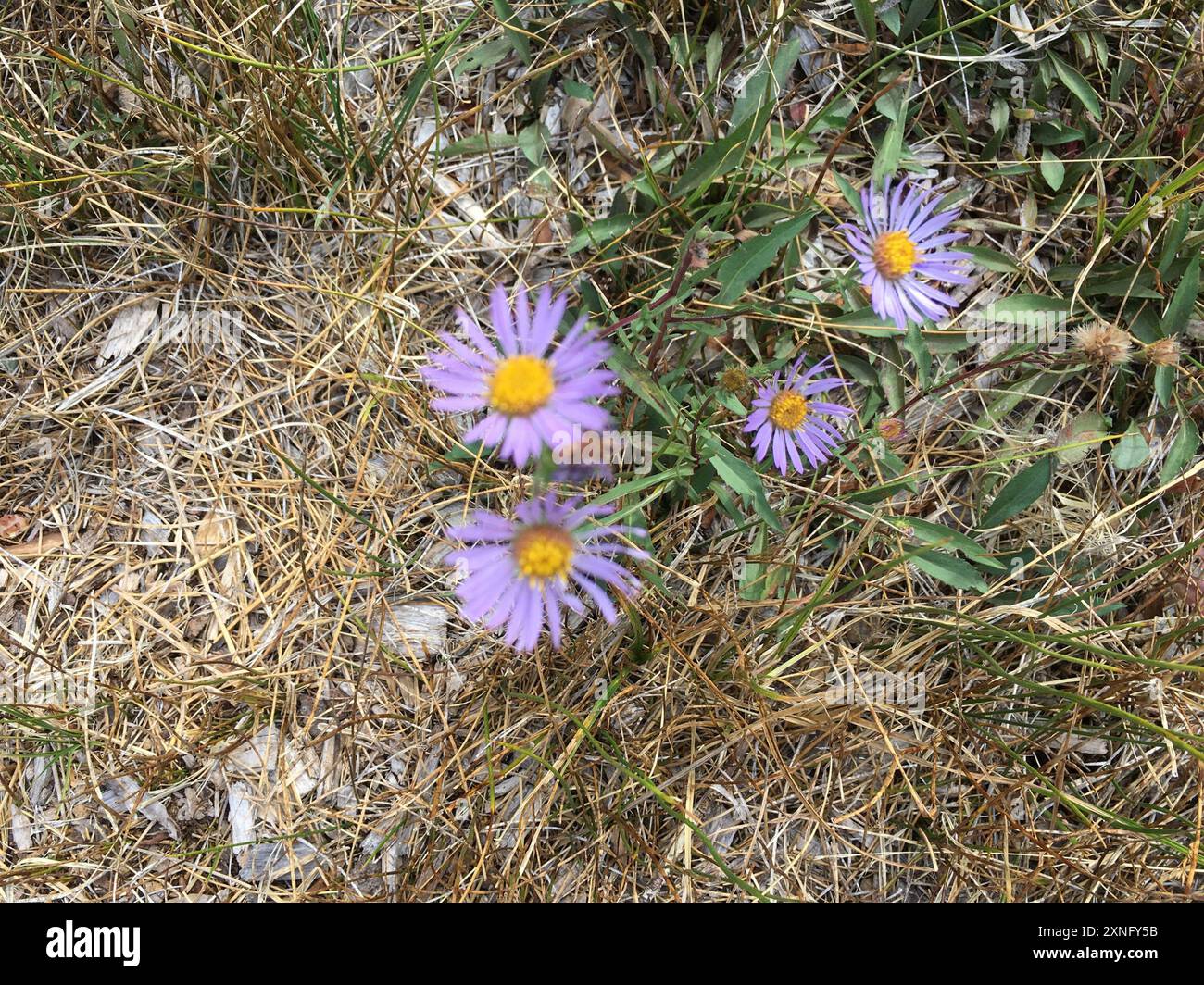 Pacific Aster (Symphyotrichum chilense) Plantae Stock Photo - Alamy