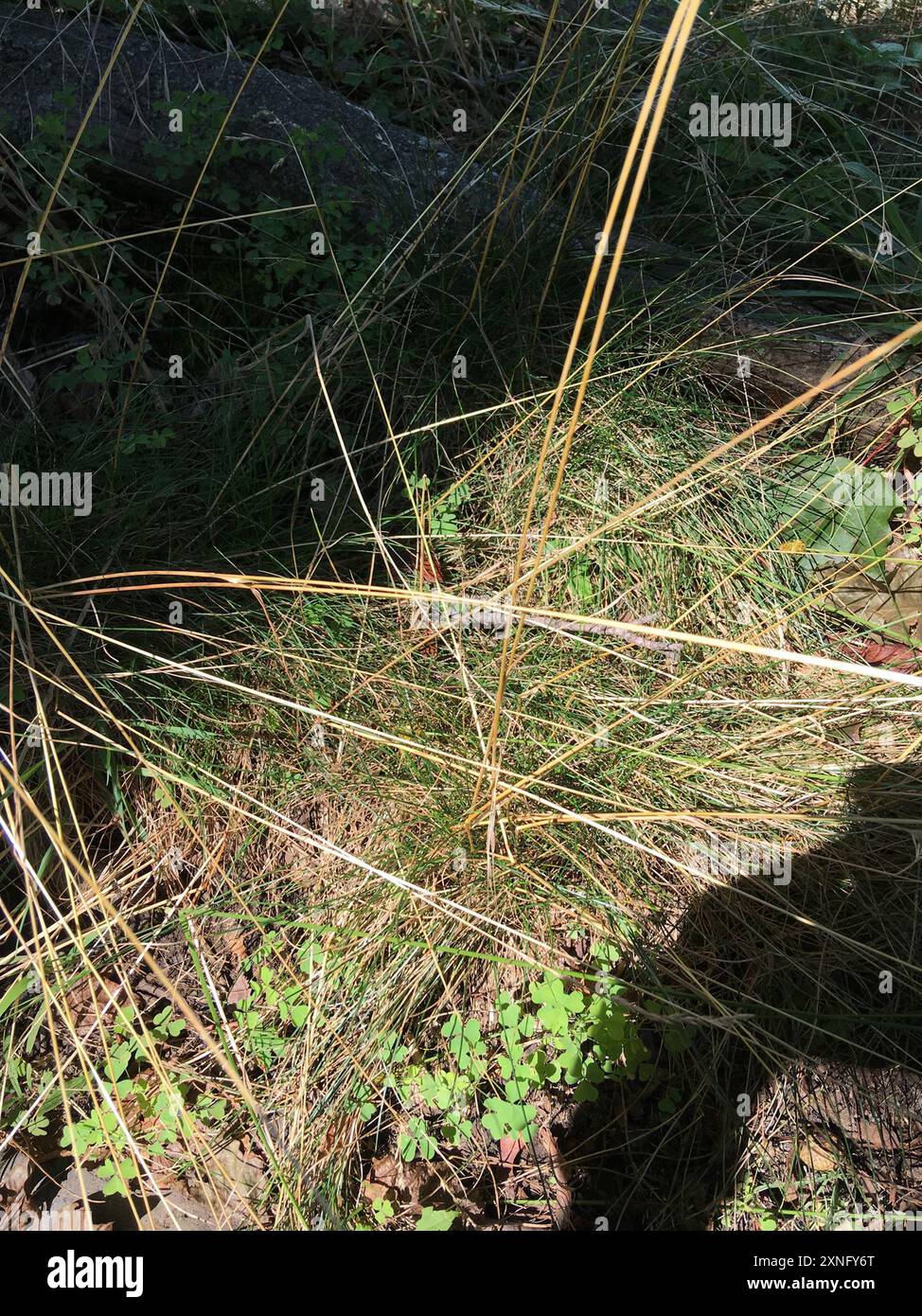 grasses, sedges, cattails, and allies (Poales) Plantae Stock Photo - Alamy