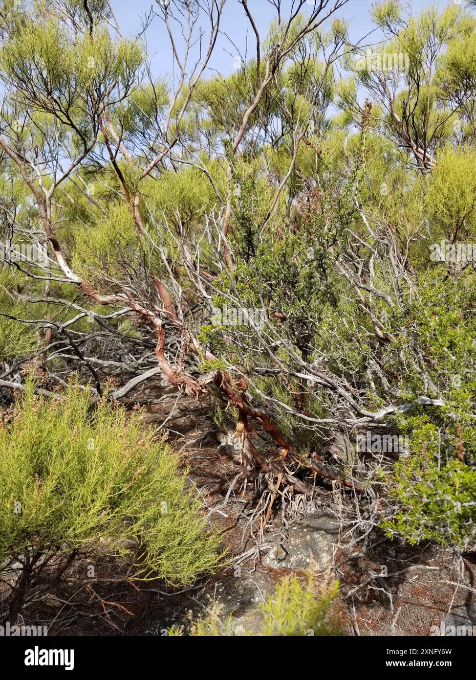 Redshanks (Adenostoma sparsifolium) Plantae Stock Photo - Alamy