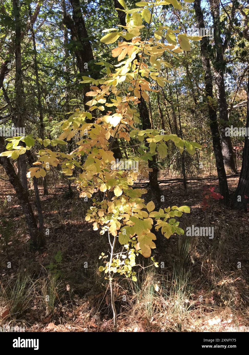 Oregon Ash (Fraxinus latifolia) Plantae Stock Photo - Alamy