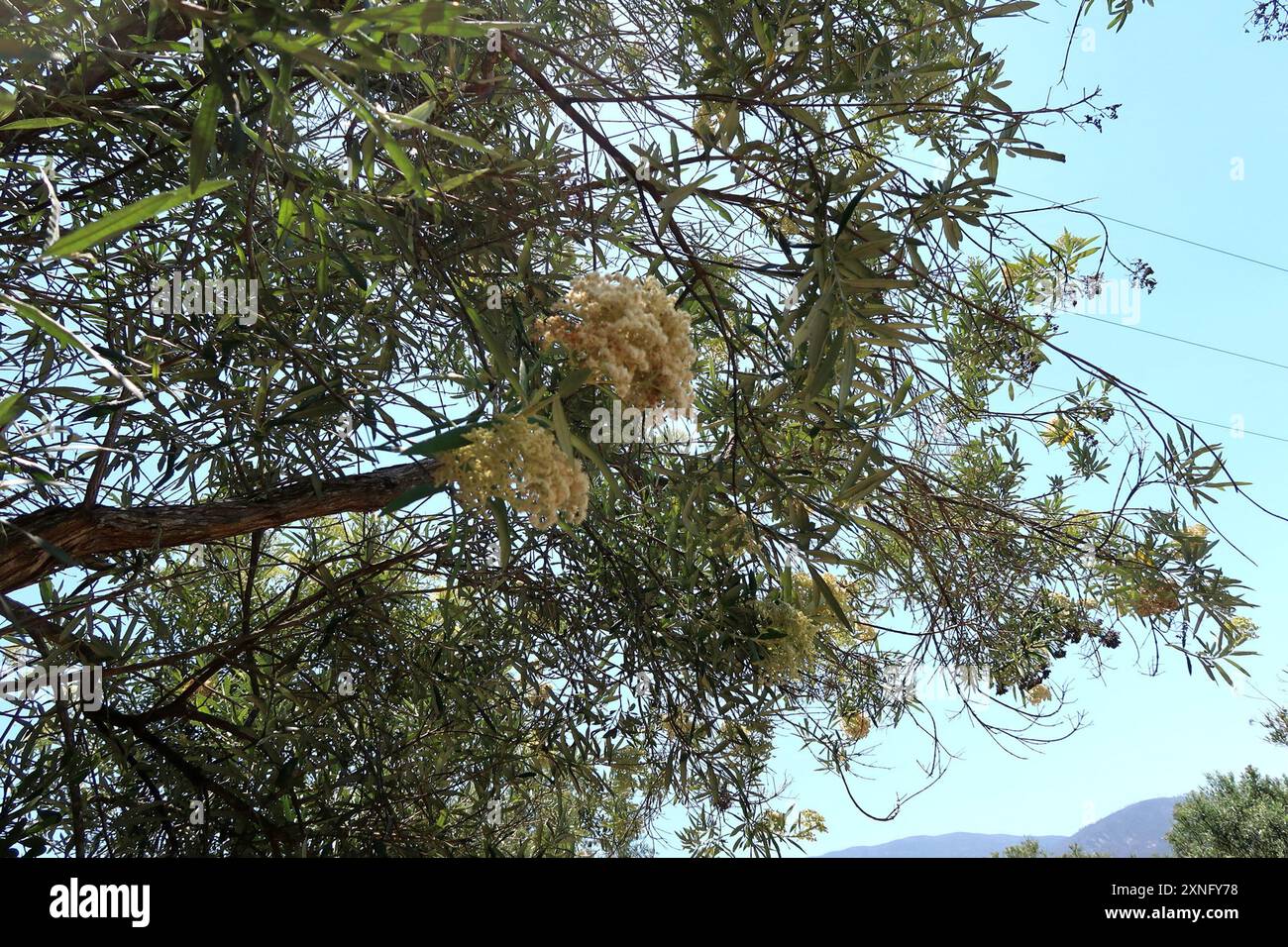 False Olive (Buddleja saligna) Plantae Stock Photo - Alamy