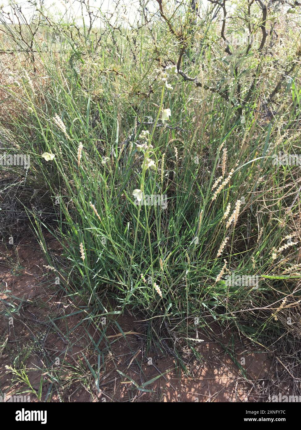 Narrowleaf Four o'Clock (Mirabilis linearis) Plantae Stock Photo - Alamy
