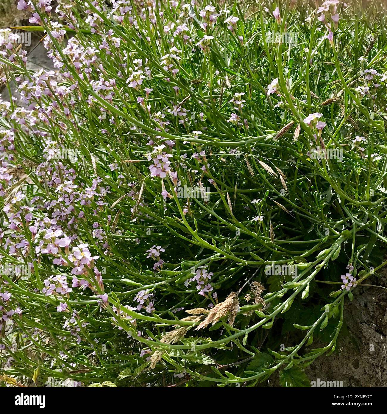 European Searocket (Cakile maritima) Plantae Stock Photo - Alamy