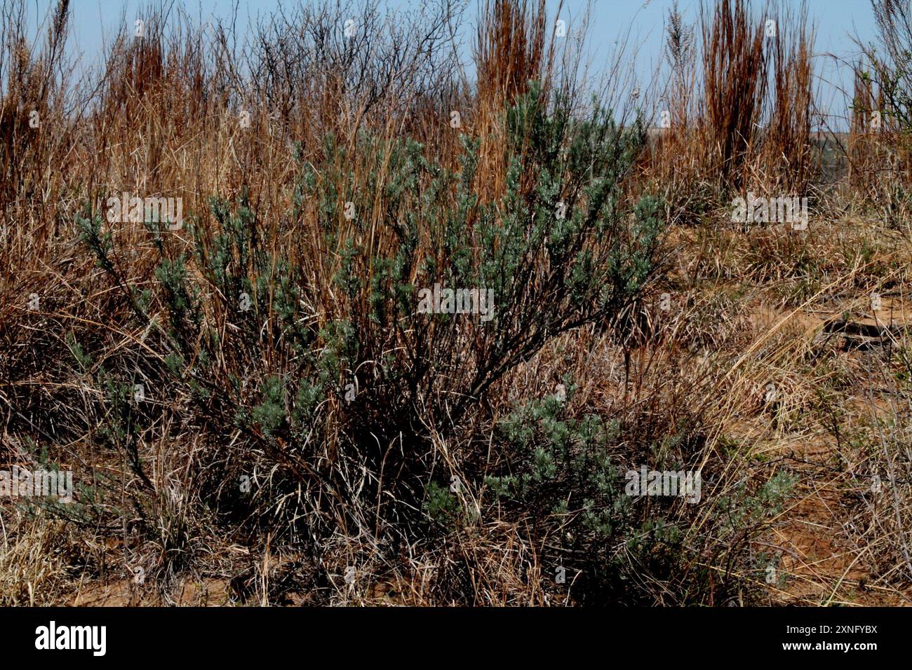 sand sagebrush (Artemisia filifolia) Plantae Stock Photo - Alamy