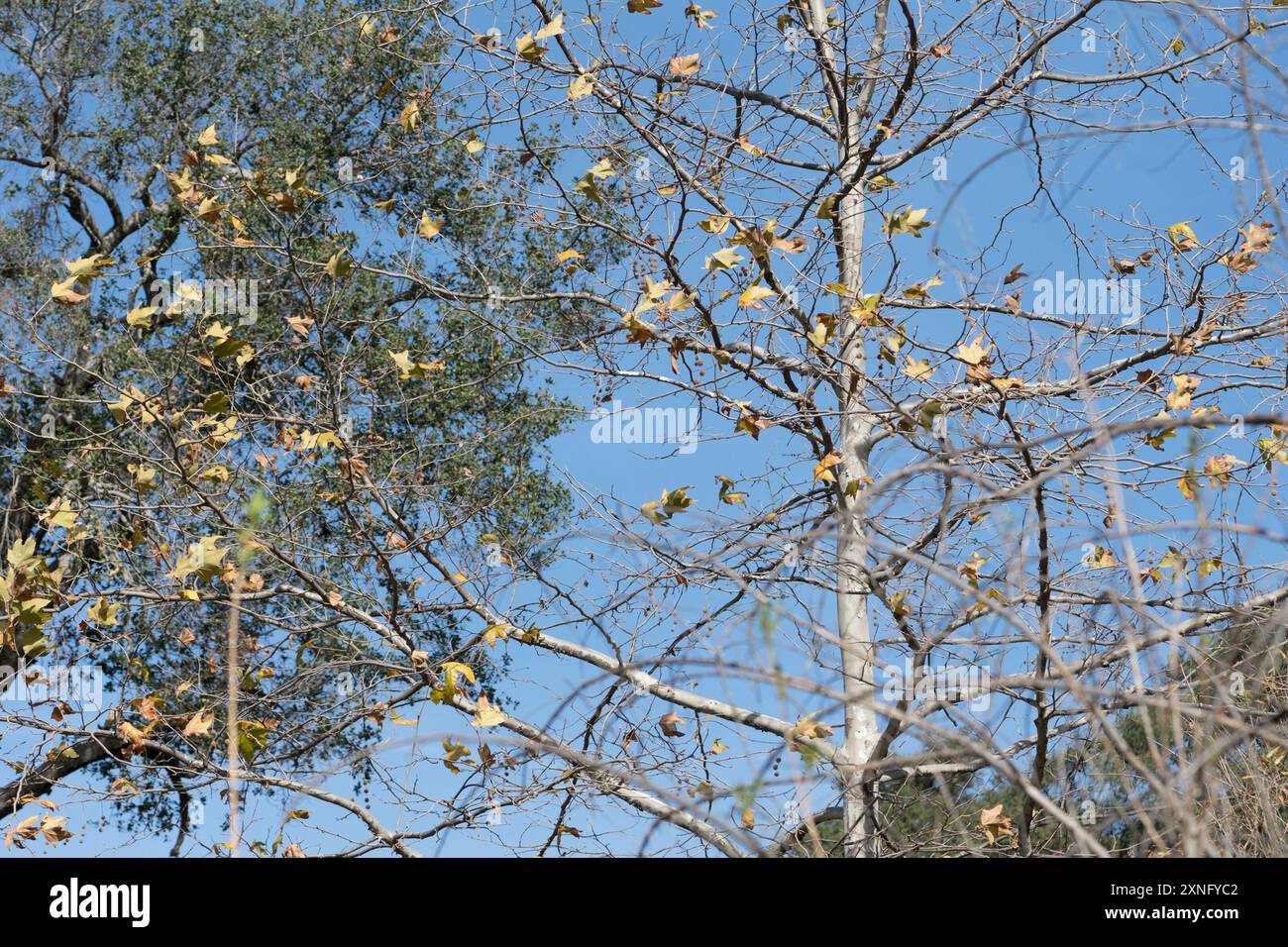 western sycamore (Platanus racemosa) Plantae Stock Photo - Alamy