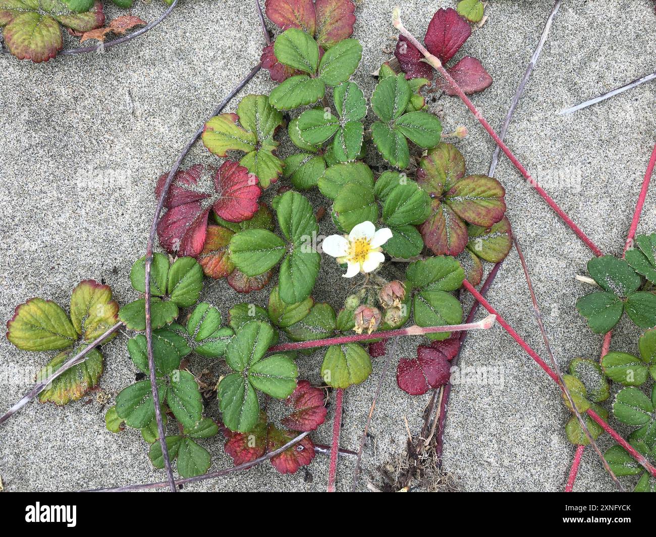 beach strawberry (Fragaria chiloensis) Plantae Stock Photo - Alamy