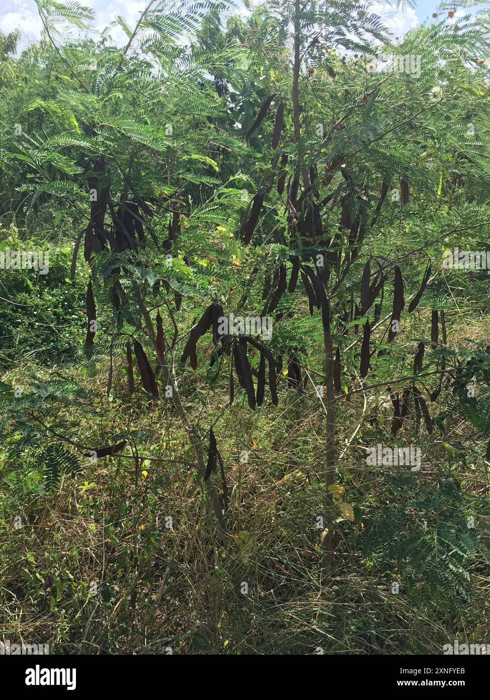 White leadtree (Leucaena leucocephala) Plantae Stock Photo - Alamy