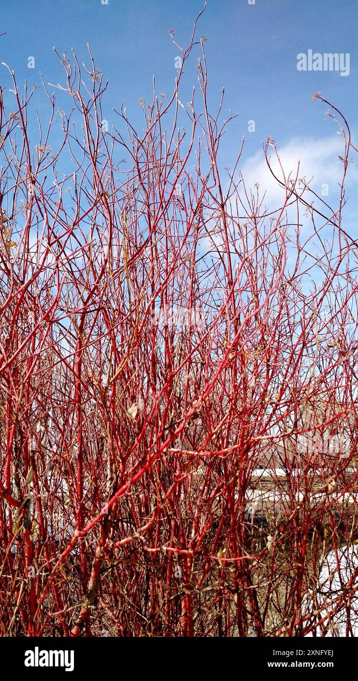 red osier dogwood (Cornus sericea) Plantae Stock Photo - Alamy