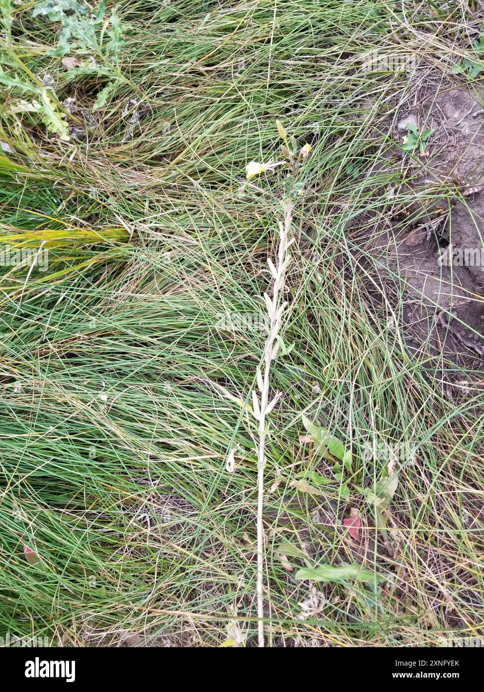 tall evening primrose (Oenothera elata) Plantae Stock Photo - Alamy