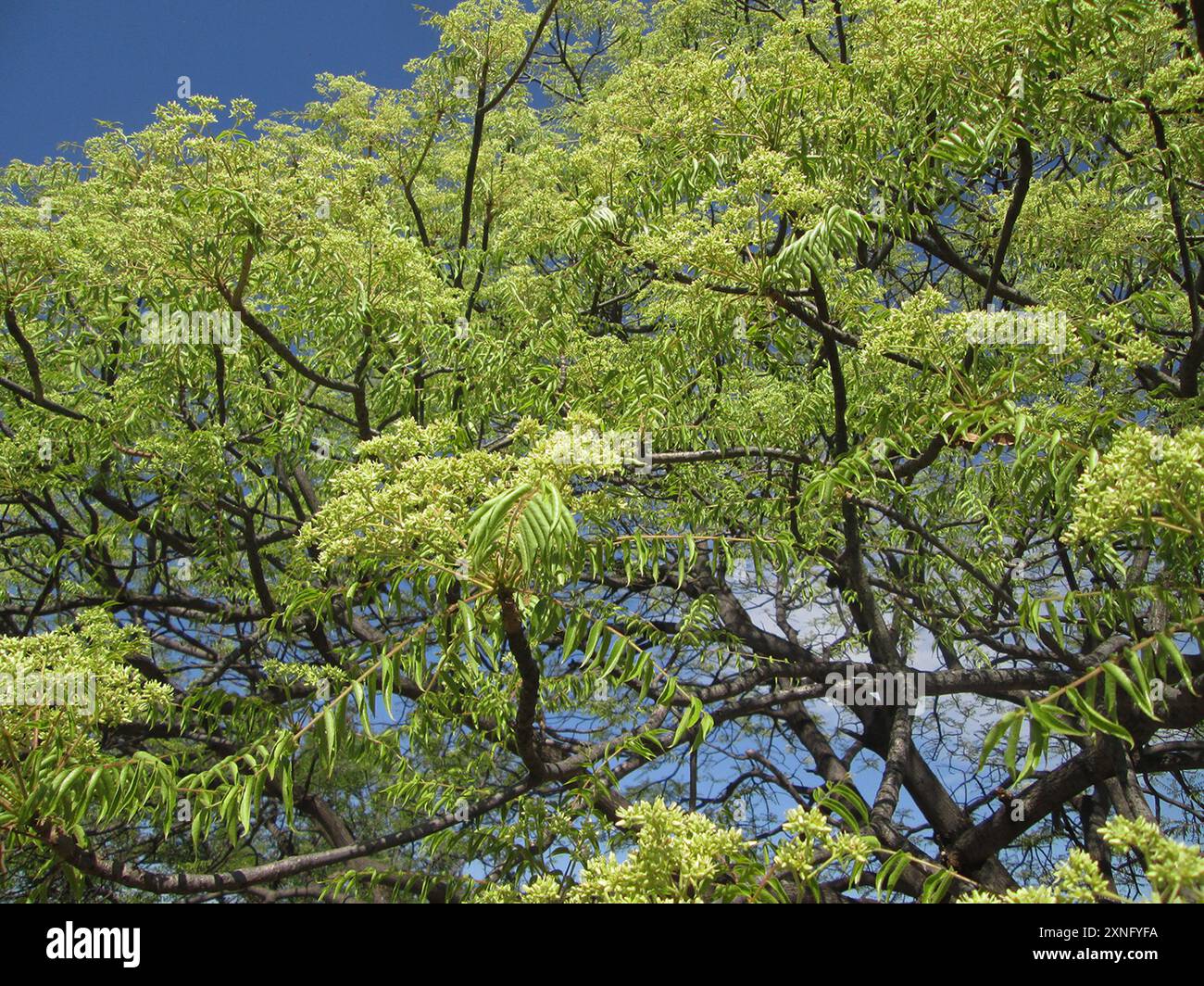 Kirkia (Kirkia acuminata) Plantae Stock Photo - Alamy