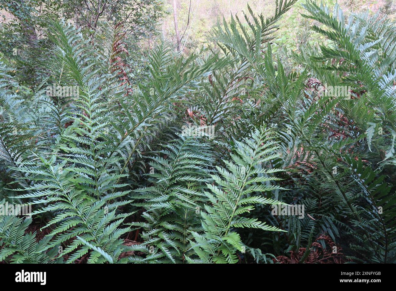 king fern (Todea barbara) Plantae Stock Photo - Alamy
