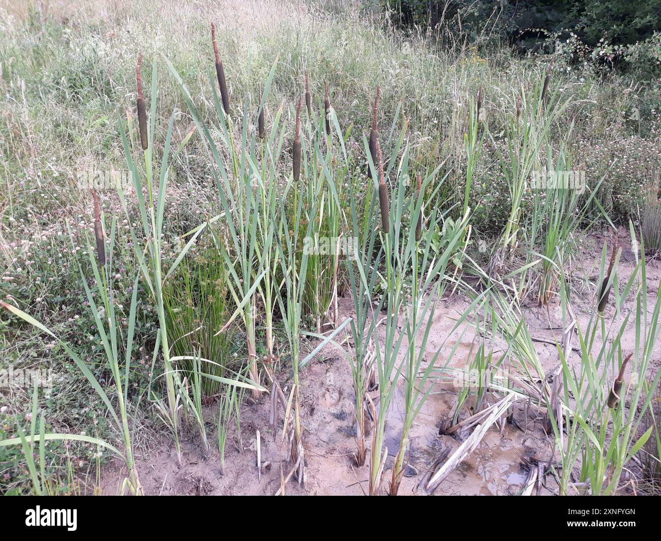 broadleaf cattail (Typha latifolia) Plantae Stock Photo - Alamy