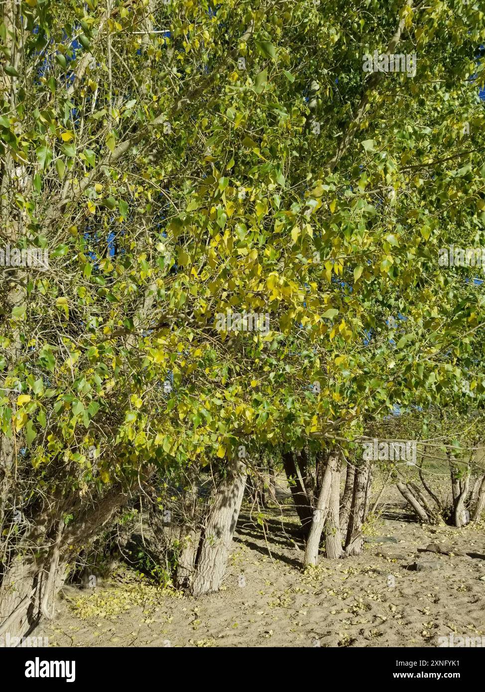 lanceleaf cottonwood (Populus × acuminata) Plantae Stock Photo - Alamy