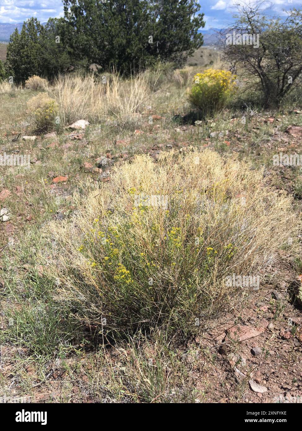sticky snakeweed (Gutierrezia microcephala) Plantae Stock Photo - Alamy