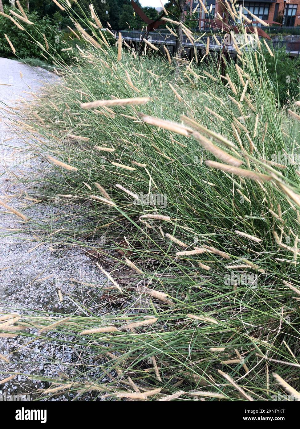 grasses (Poaceae) Plantae Stock Photo - Alamy