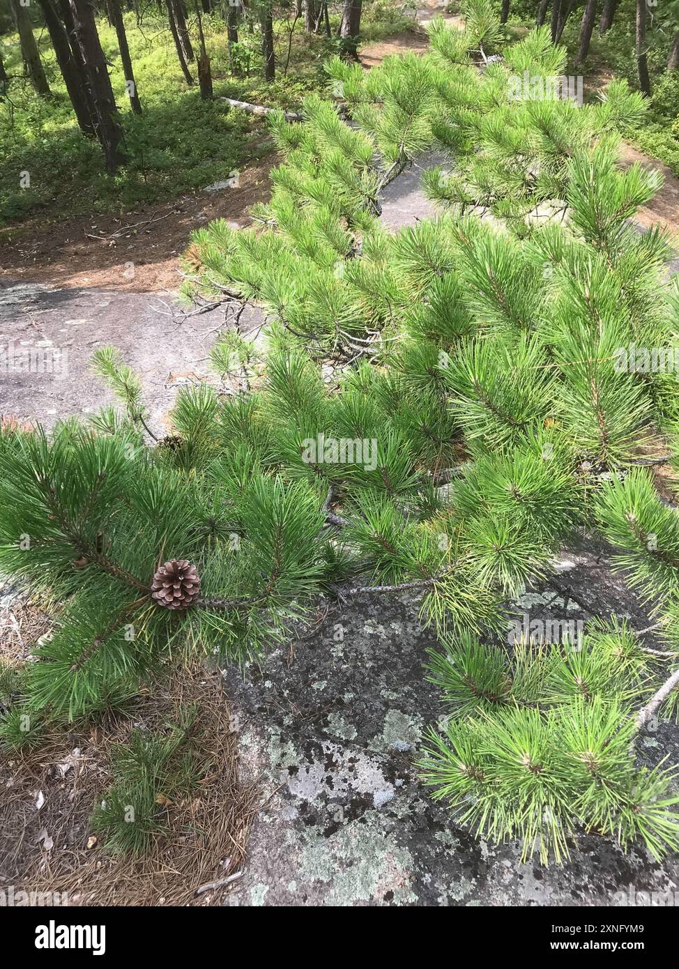 pitch pine (Pinus rigida) Plantae Stock Photo - Alamy