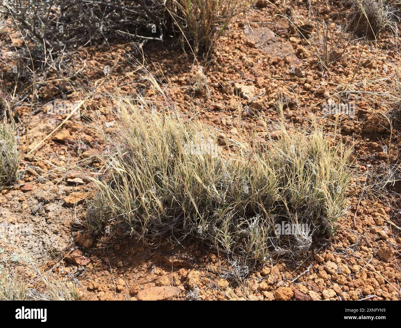 burrograss (Scleropogon brevifolius) Plantae Stock Photo - Alamy