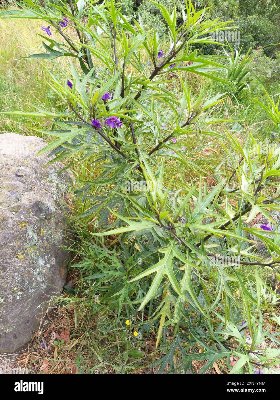 kangaroo-apple (Solanum laciniatum) Plantae Stock Photo - Alamy
