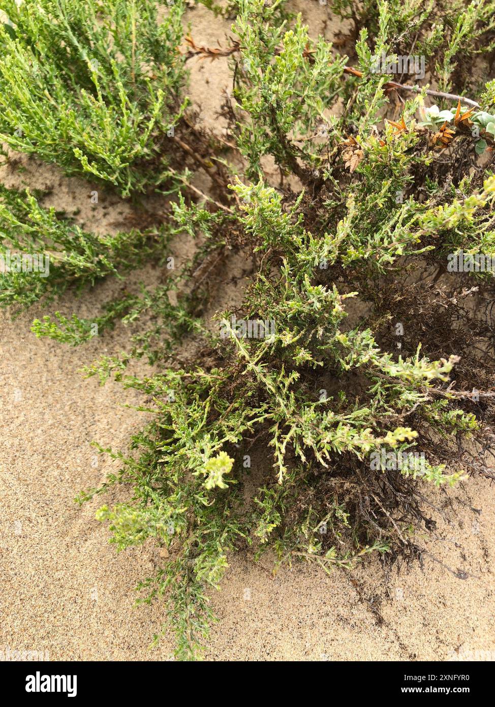 California Goldenbush (Ericameria ericoides) Plantae Stock Photo - Alamy