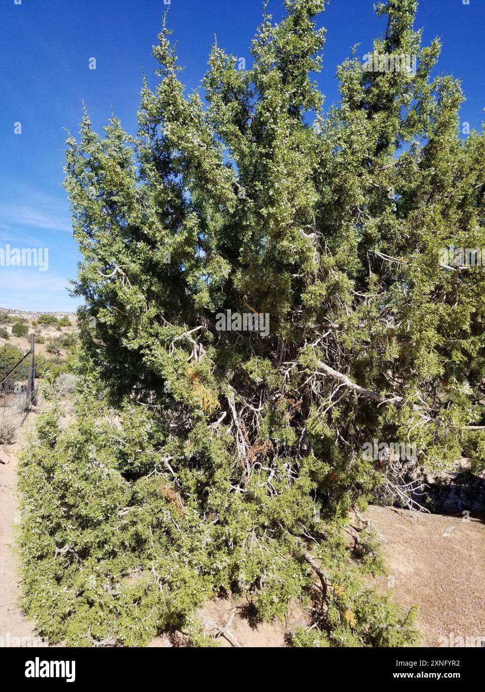 Utah Juniper (Juniperus osteosperma) Plantae Stock Photo - Alamy