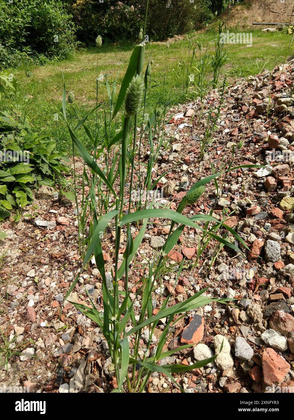 canary grass (Phalaris canariensis) Plantae Stock Photo - Alamy