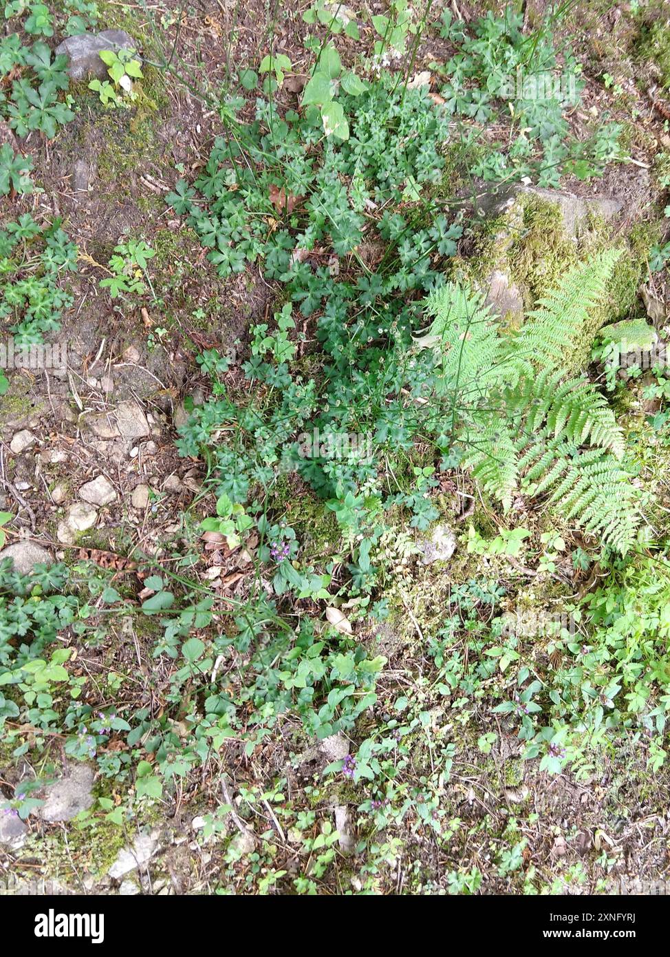 wood sanicle (Sanicula europaea) Plantae Stock Photo - Alamy