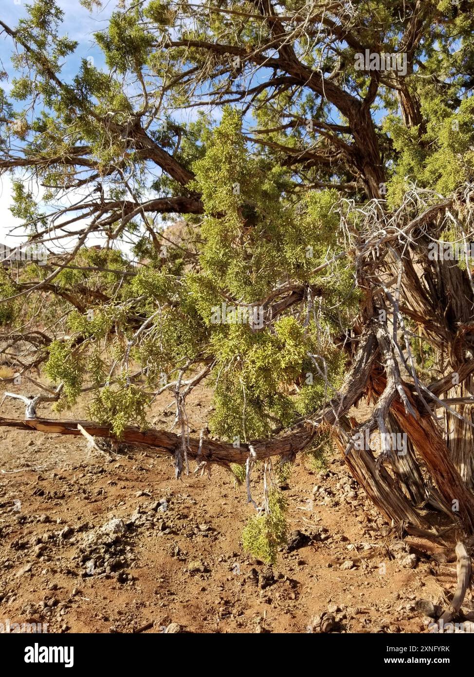 Utah Juniper (Juniperus osteosperma) Plantae Stock Photo - Alamy