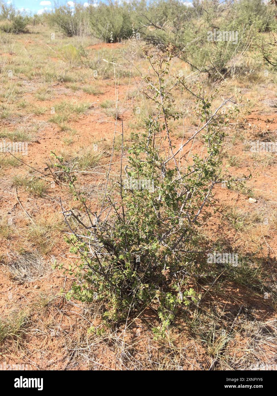 little leaf sumac (Rhus microphylla) Plantae Stock Photo - Alamy