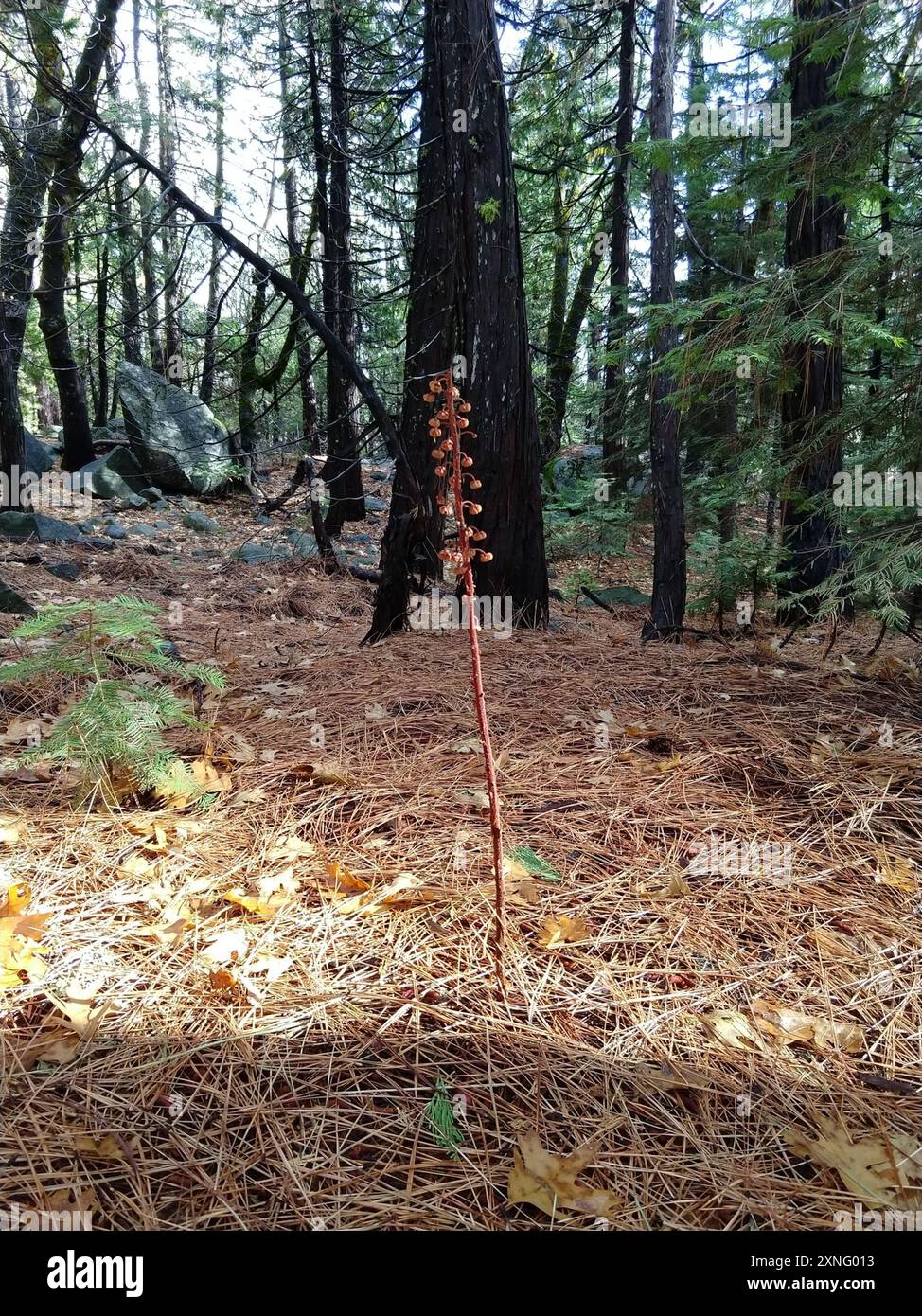 woodland pinedrops (Pterospora andromedea) Plantae Stock Photo - Alamy