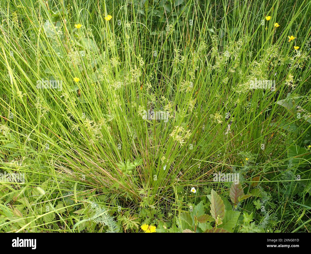Soft Rush (Juncus effusus) Plantae Stock Photo - Alamy