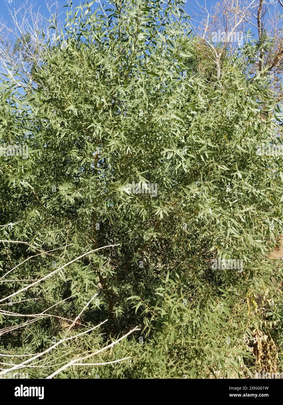 Goodding's willow (Salix gooddingii) Plantae Stock Photo - Alamy