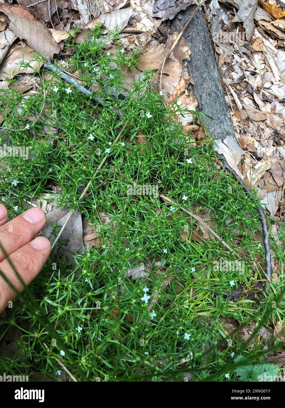 Rust Weed (Polypremum procumbens) Plantae Stock Photo - Alamy