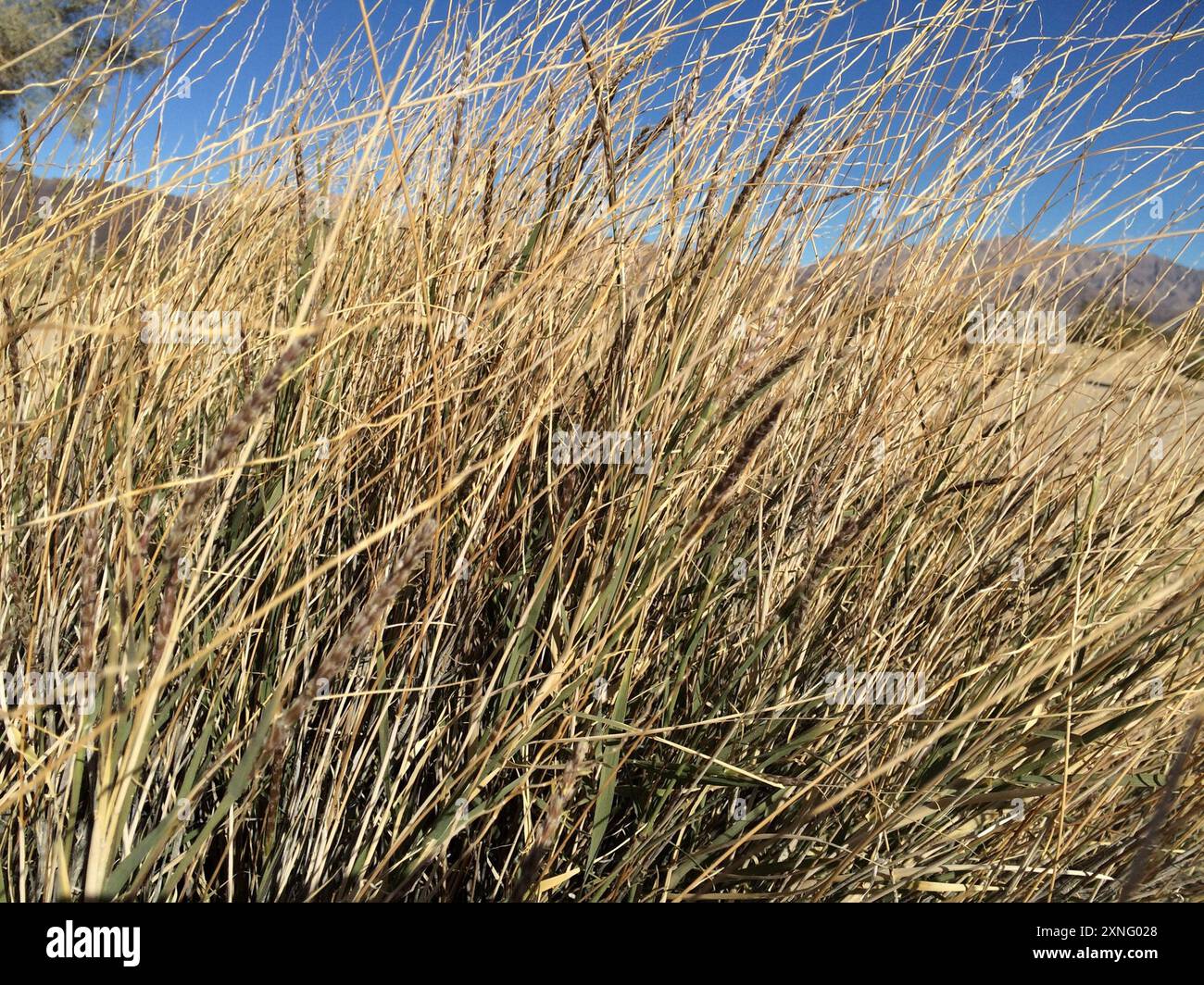 Big Galleta (Hilaria rigida) Plantae Stock Photo - Alamy