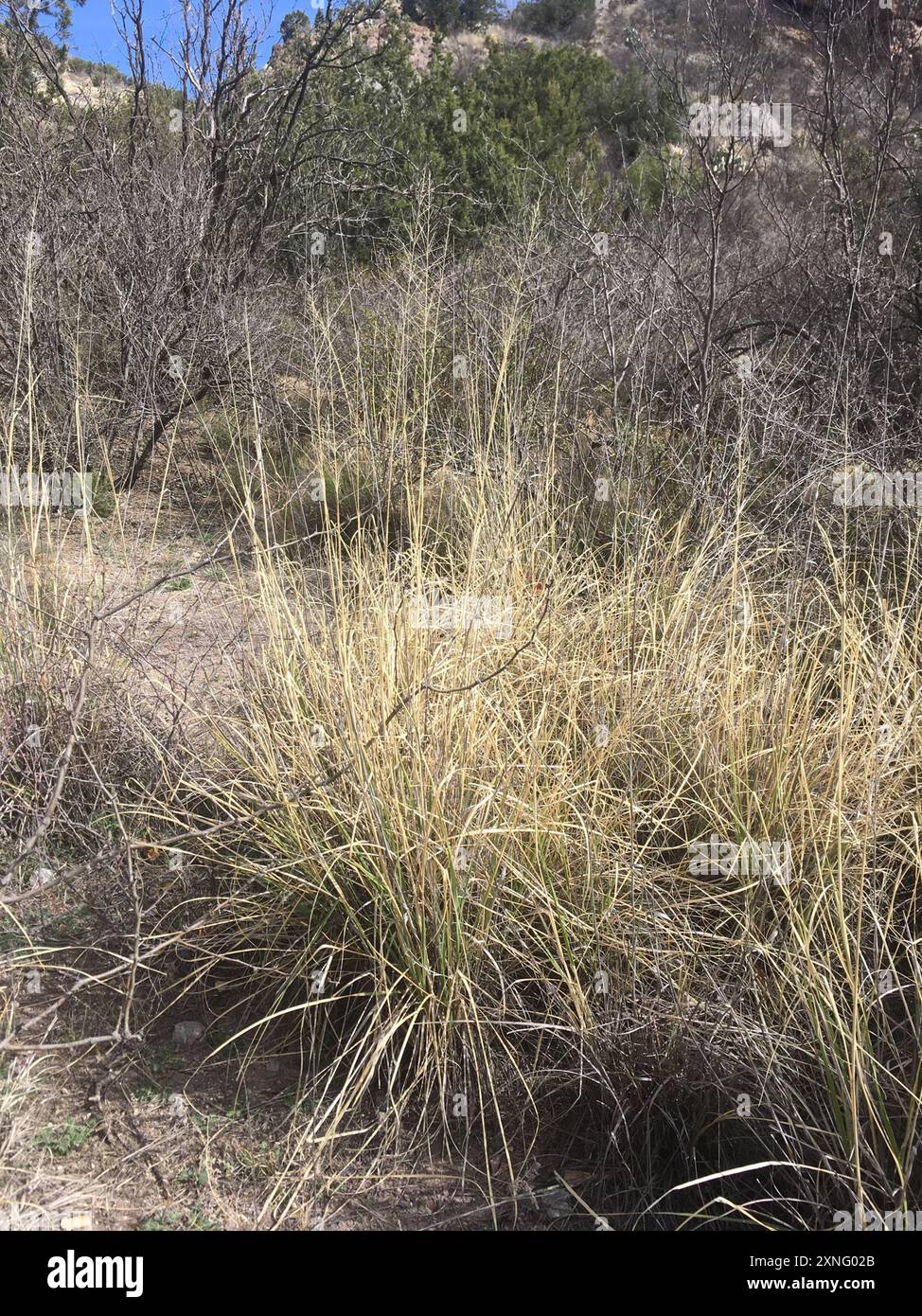 big sacaton (Sporobolus wrightii) Plantae Stock Photo - Alamy
