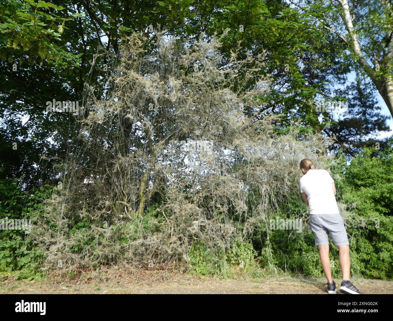 Small Ermine Moths (Yponomeuta) Insecta Stock Photo - Alamy