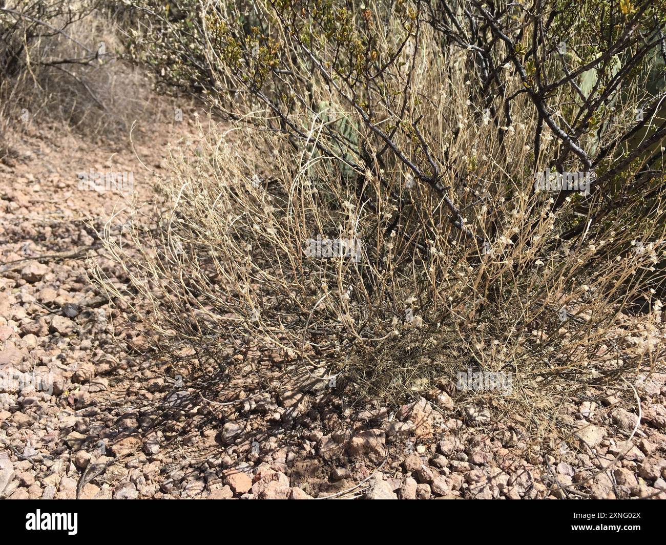 rough menodora (Menodora scabra) Plantae Stock Photo - Alamy
