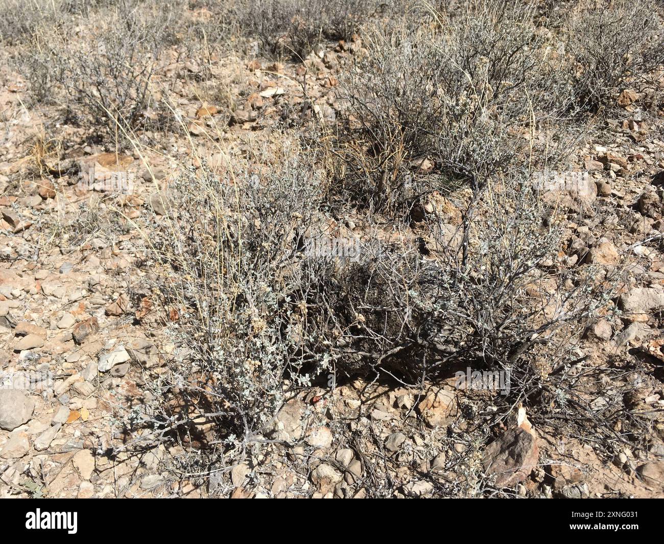 mariola (Parthenium incanum) Plantae Stock Photo - Alamy