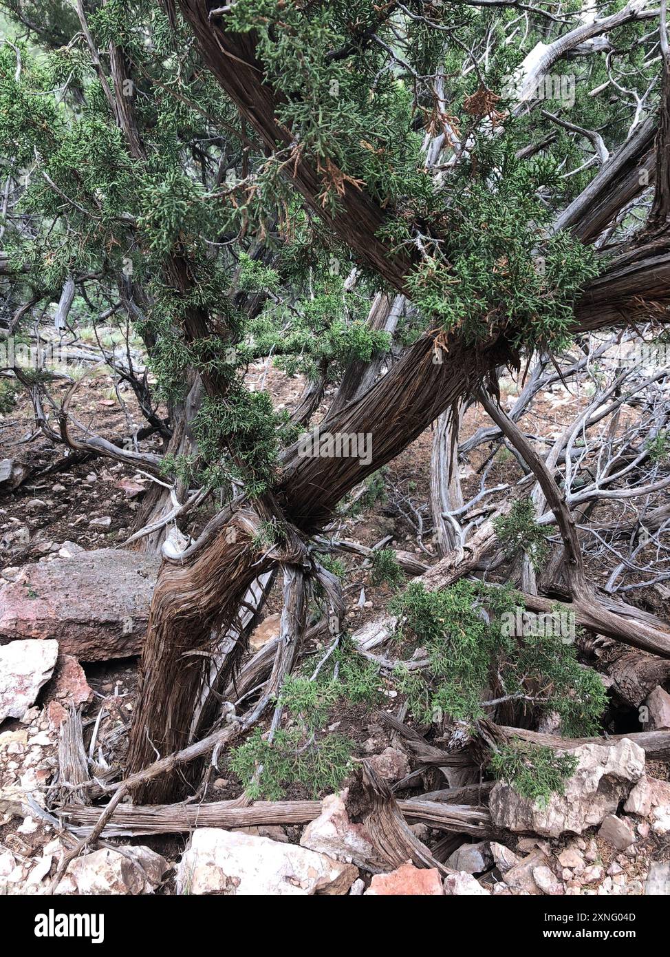 One-seed Juniper (Juniperus monosperma) Plantae Stock Photo - Alamy