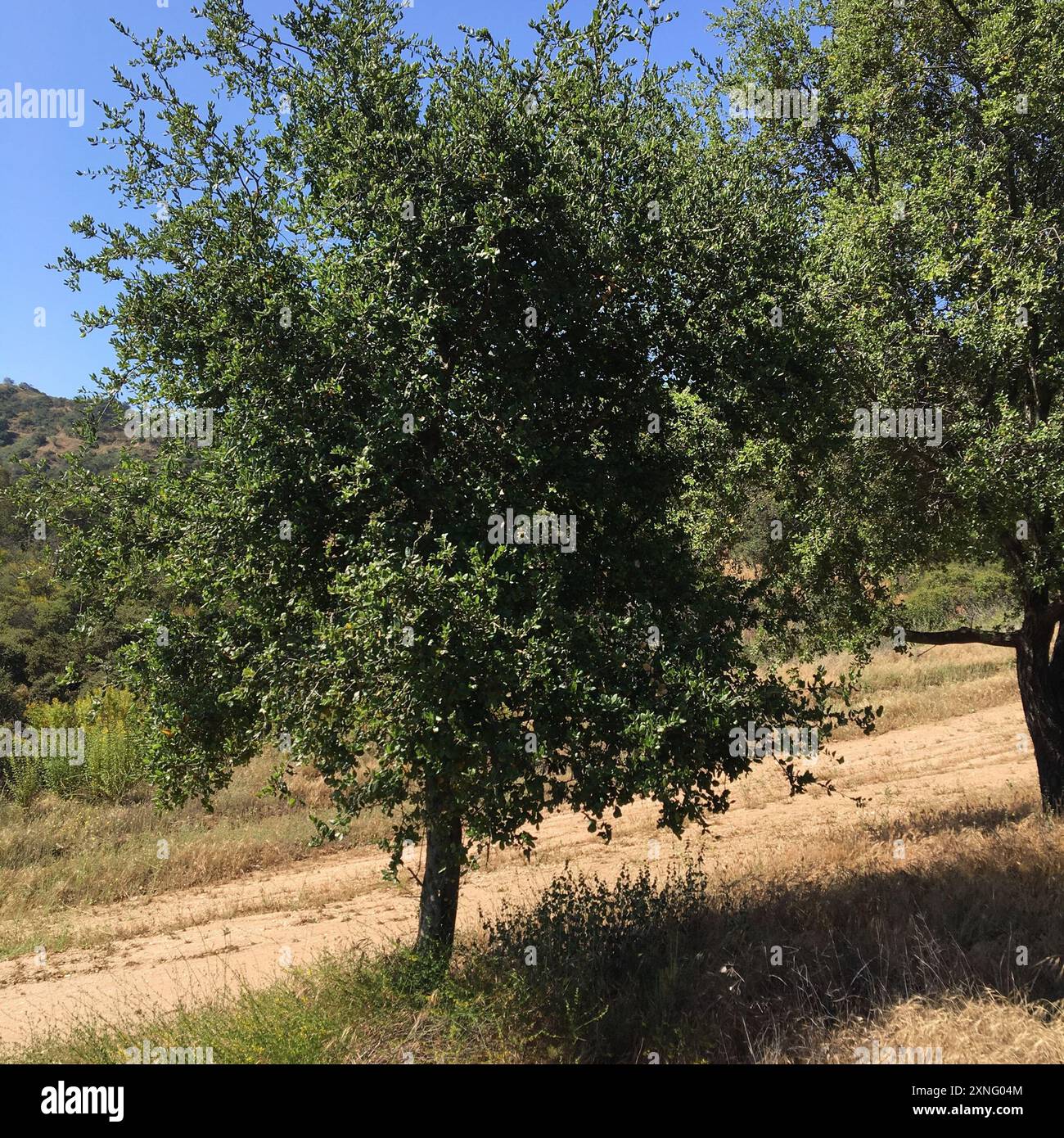 coast live oak (Quercus agrifolia) Plantae Stock Photo - Alamy