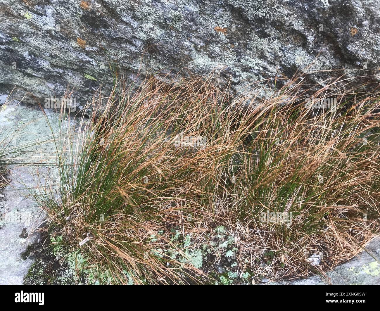 highland rush (Oreojuncus trifidus) Plantae Stock Photo - Alamy