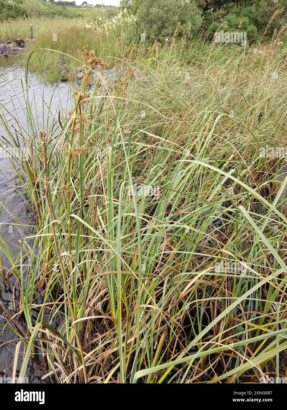 Swamp Sawgrass (Cladium mariscus) Plantae Stock Photo - Alamy